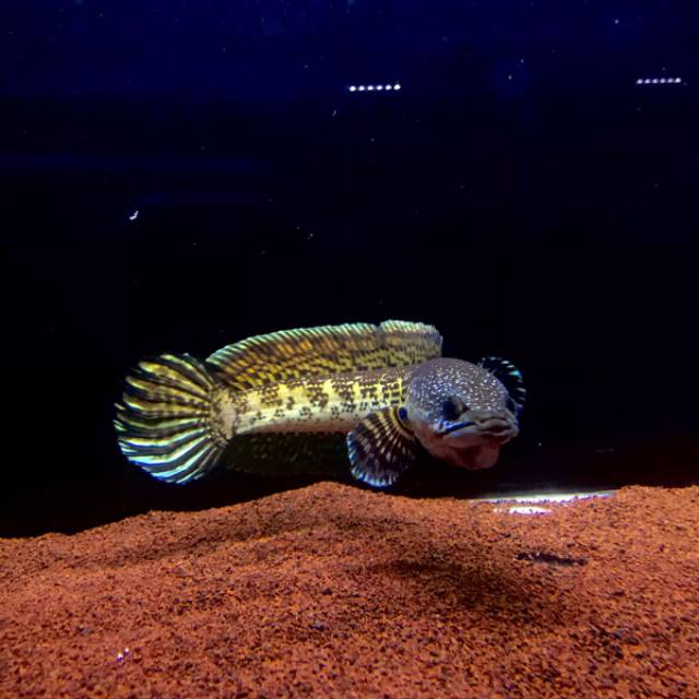 Produk DY_Fish | Shopee Indonesia