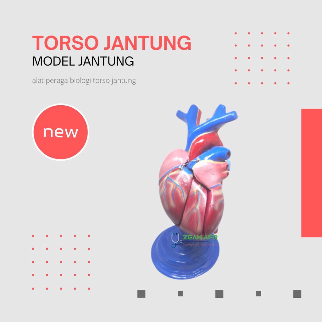 Jual TORSO JANTUNG model jantung alat peraga biologi torso jantung ... Jual TORSO JANTUNG model jantung alat peraga biologi torso jantung ...
