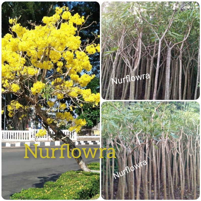 Jual PROMO MURAH ( BISA COD ) TANAMAN TABEBUYA BUNGA KUNING TINGGI 2 ...
