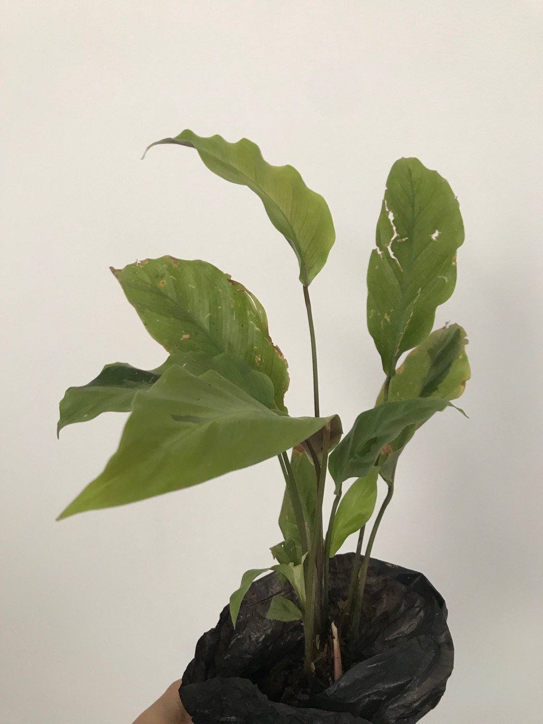 Tanaman hias calathea Thai beauty | Shopee Indonesia