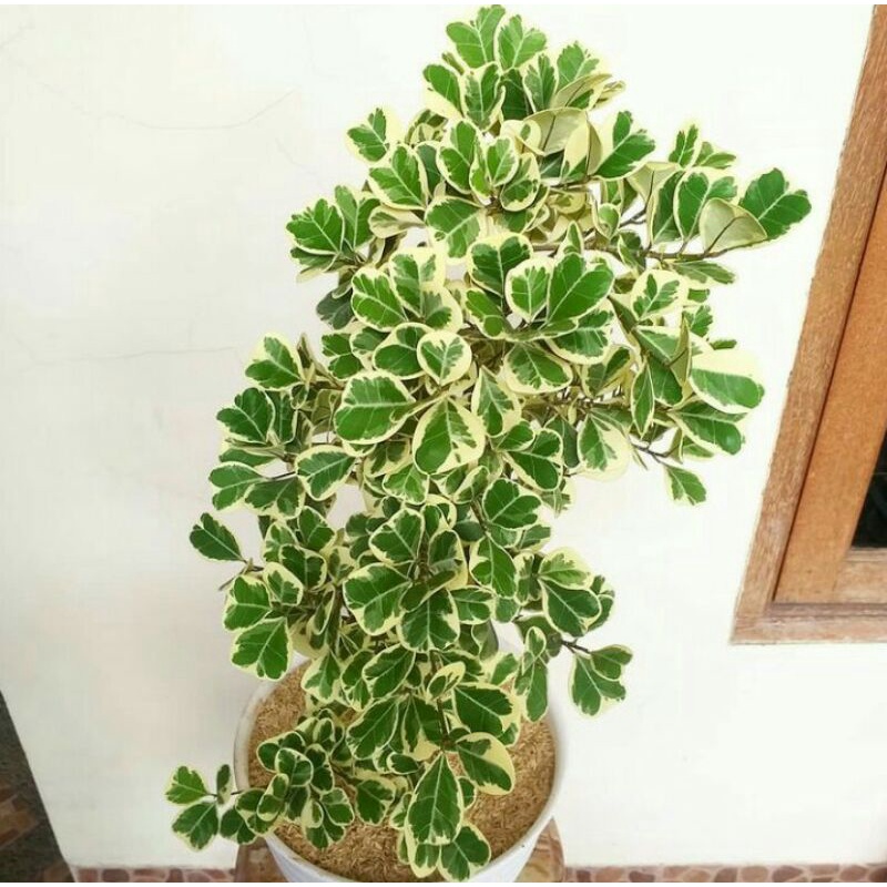 Jual ficus triangularis varigata - Tanaman hias beringin kupu kupu ...