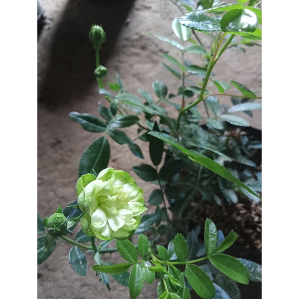 Jual Tanaman hias bunga mawar eclair import ( warna hijau ) | Shopee ...