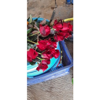 Jual Bunga mawar merah segar/bunga mawar potong tangkai panjang(harga ...