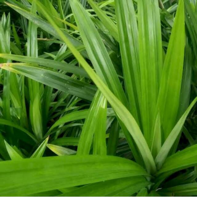 Jual Daun Pandan 1 ikat (100gr) | Shopee Indonesia