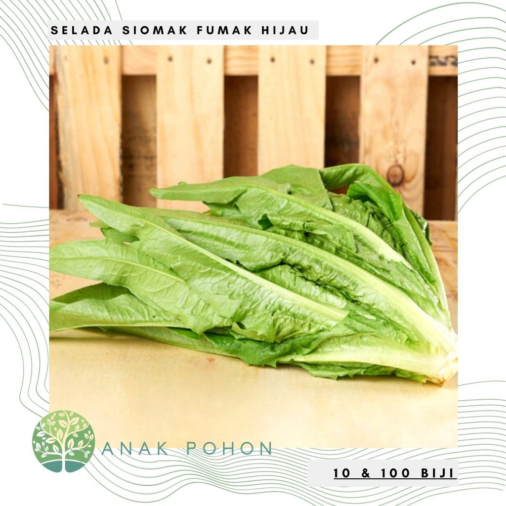 Jual Benih Bibit Biji - Fumak Siomak Hijau Selada Wangi Pointed Leaf ...