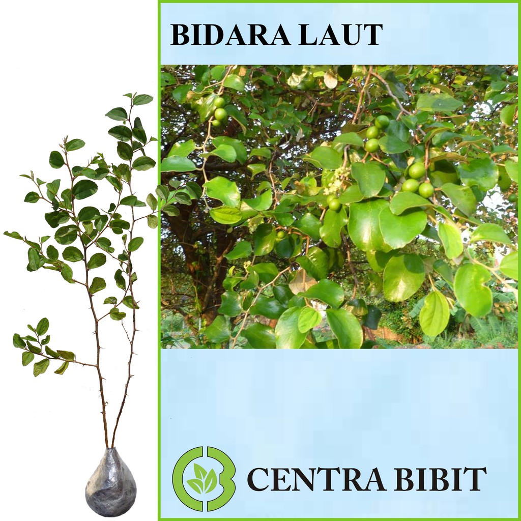 Jual Tanaman Bidara Laut Indonesia|Shopee Indonesia