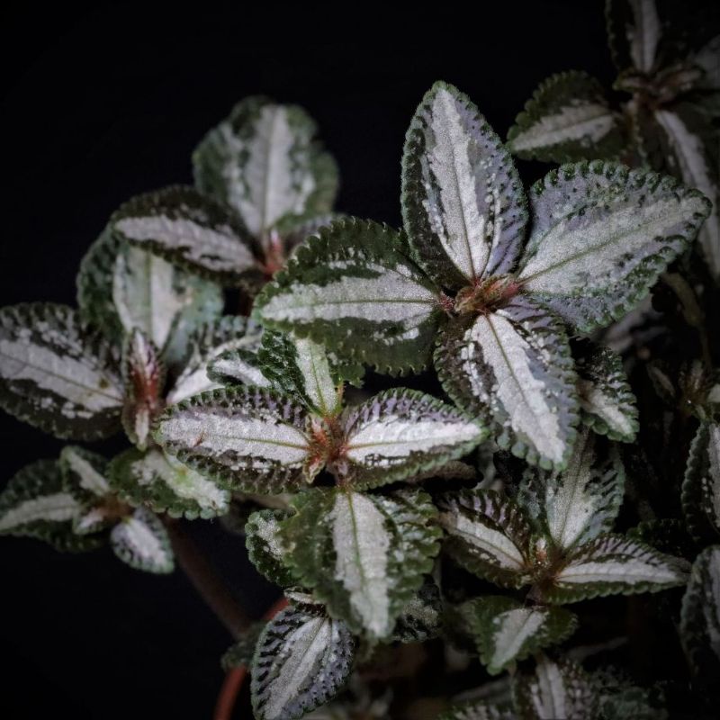 Harga pilea spruceana Terbaru Des 2025 | BigGo Indonesia