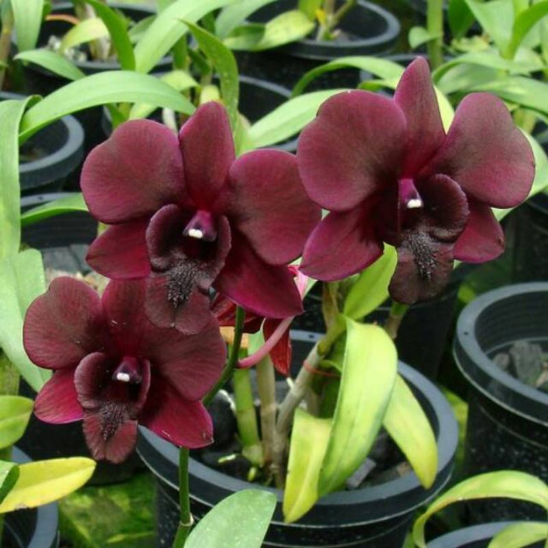 Jual anggrek dendrobium black cat kondisi spike | Shopee Indonesia