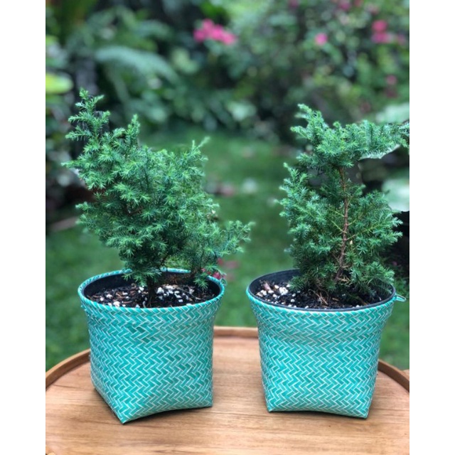 Jual bahan bonsai Cemara Embun murah | Shopee Indonesia