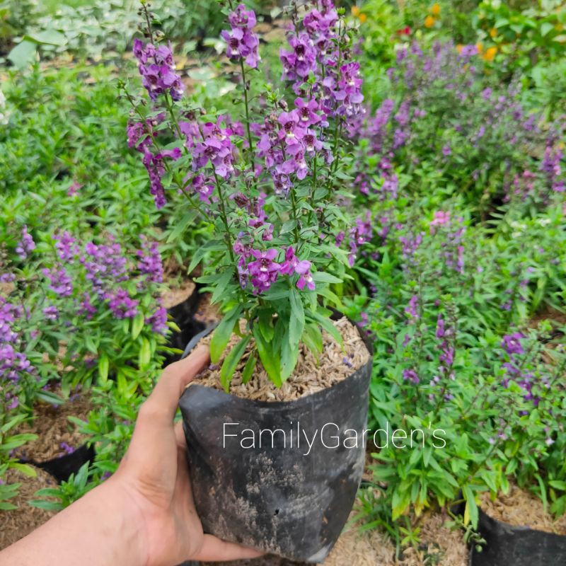 Jual Tanaman Hias Lavender Ungu / Bunga Lavender Angelonia ( BERBUNGA ...