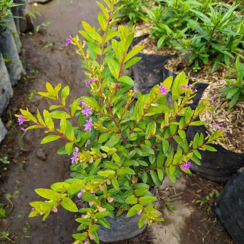 Jual ( BISA COD ) Tanaman Hias Taiwan Beauty Berbunga / Bunga Hias ...