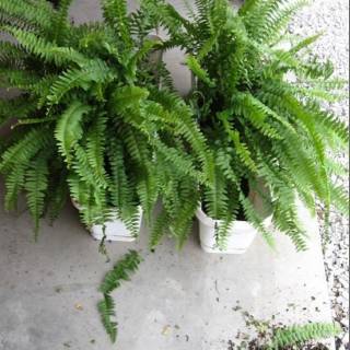 Jual Tanaman hias outdoor bunga paku-pakuan pakis boston fern | Shopee ...