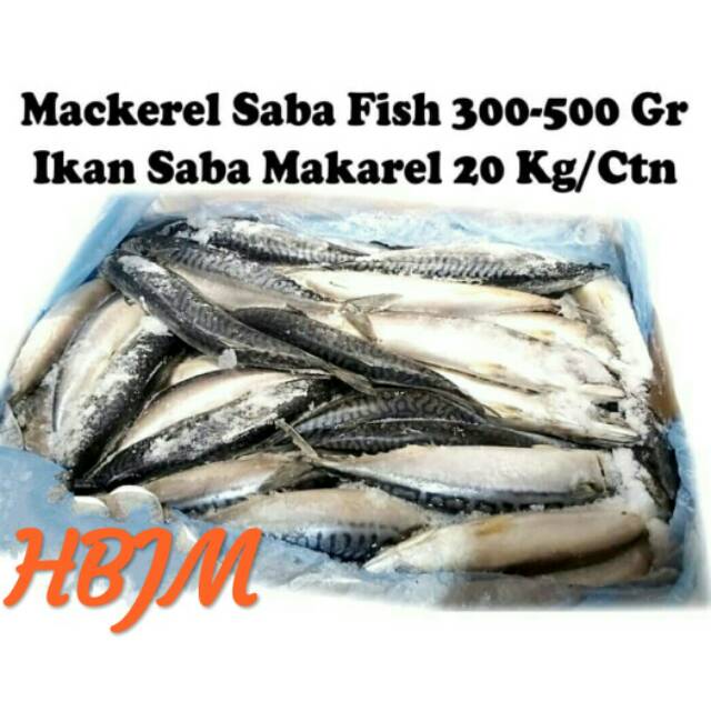 Jual SABA FISH MAKAREL SIZE M 300-500 GR / Ikan Saba Mackarel | Shopee ...