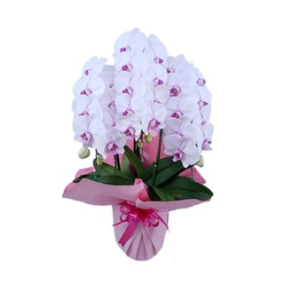 Jual [Flower Bouquet / Hampers Anggrek] Buket BungaTanaman Hias Hidup ...