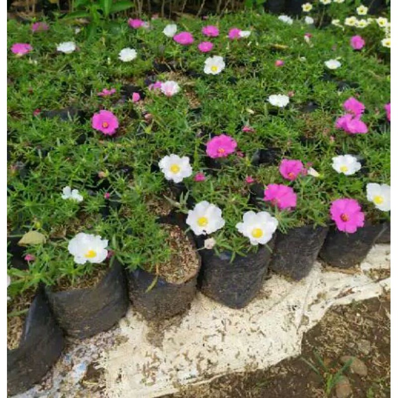 Jual tanaman hias sutra bombay krokot fortula | Shopee Indonesia