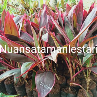 Jual Tanaman Hanjuang Merah / Pohon Hanjuang Merah | Shopee Indonesia
