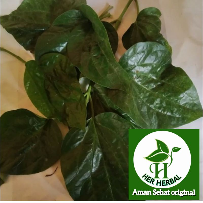 Jual Daun karuk segar fresh herbal petik | Shopee Indonesia