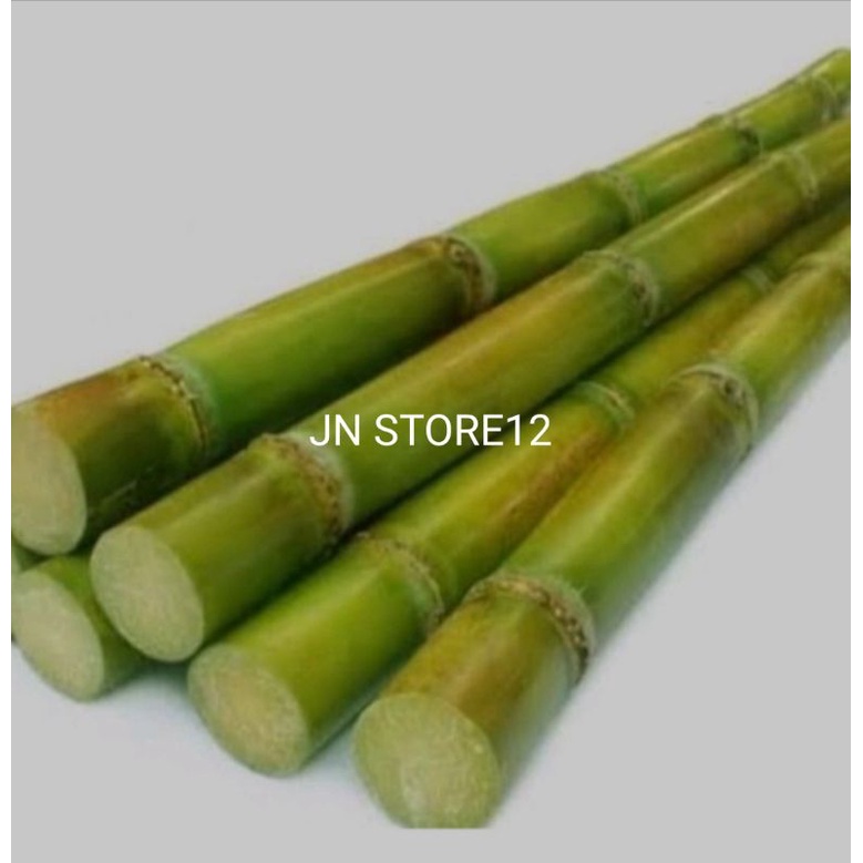 Jual Bibit stek tebu hijau/tebu manis hijau 25 cm | Shopee Indonesia