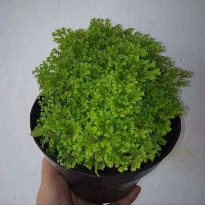 Jual Lumut Ambon / Tanaman Hias Lumut Ambon | Shopee Indonesia