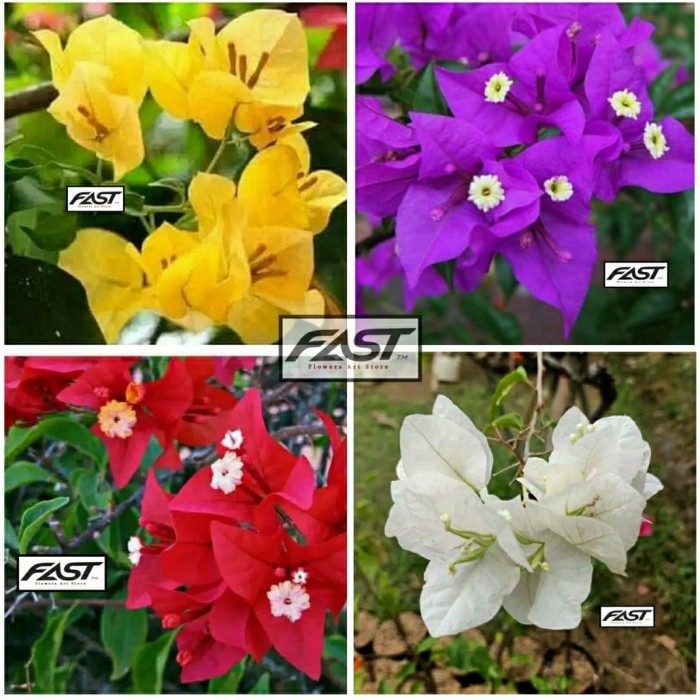 Jual Paket Hemat Bibit Bunga Bougenville Kuning Ungu Merah