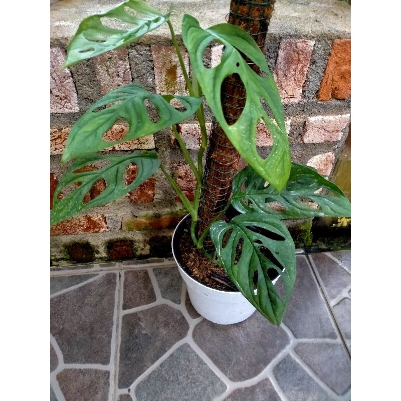 Jual Tanaman hias janda bolong | Shopee Indonesia