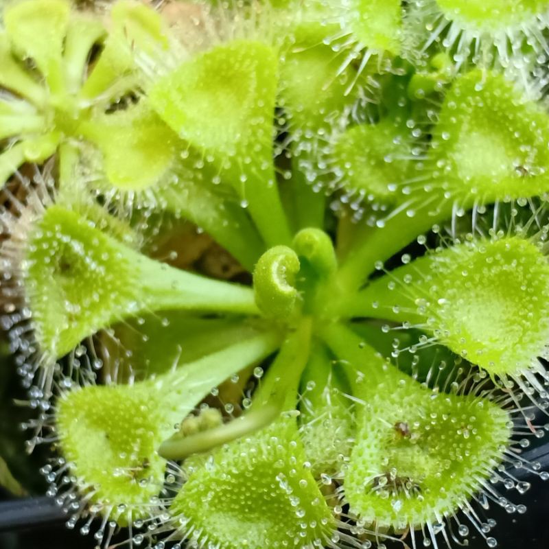 Jual Drosera burmannii (bare root) | Shopee Indonesia