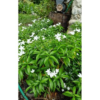 Jual tanaman hias bunga sabrina rombusa hijau / rombusa tanaman cantik ...