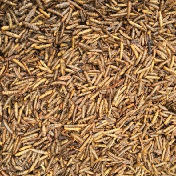 Jual Paling Murah!! Dry Maggot (Maggot Kering) 500 gr | Shopee Indonesia