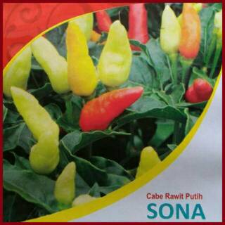 Jual Benih bibit Cabe Rawit Putih Varietas SONA || Benih Cabe Rawit ...