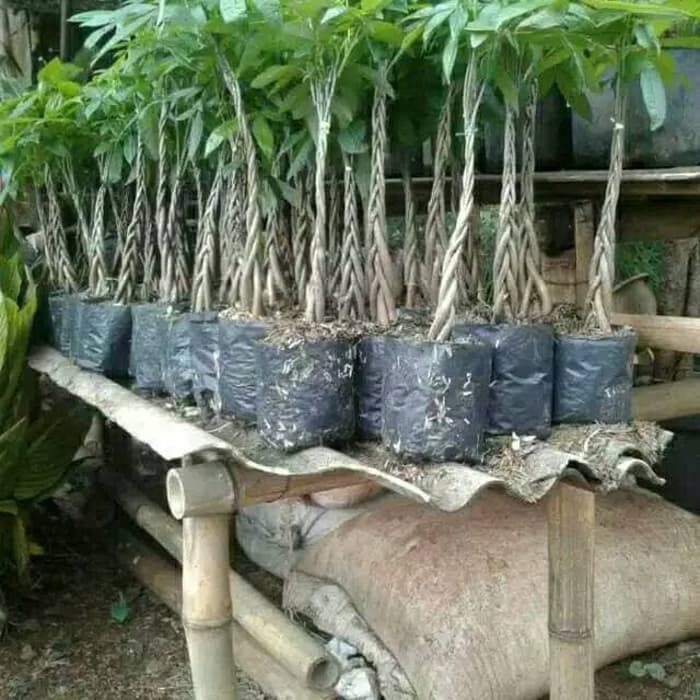 Jual Tanaman hias pacira kepang 6 | pohon pacira | pohon uang | Shopee ...
