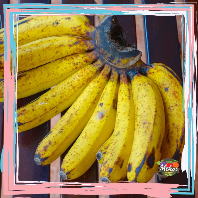 Jual Pisang barangan medan besar manis dan tanpa obat pematang per ...