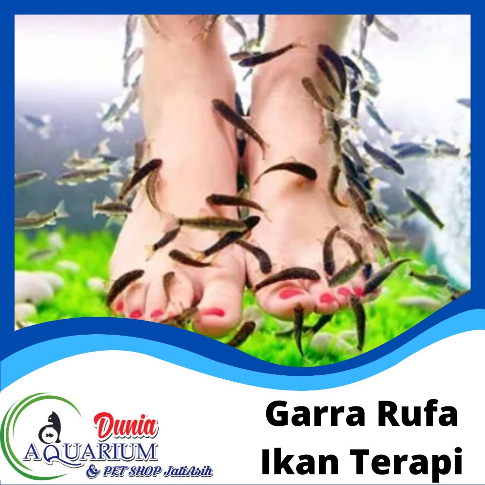 Jual Ikan Terapi Garra Rufa Asli Turki Grosir Murah Aquascape | Shopee ...