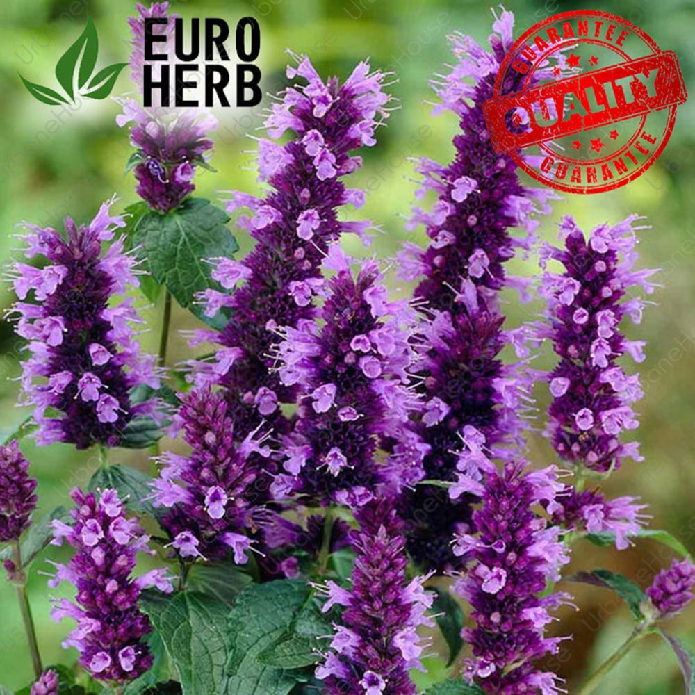 Jual BENIH HERBA KOREAN MINT Blue Licorice IMPORT Seed tanaman bunga ...