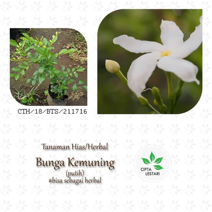 Jual Trend Bibit Pohon Bunga Kemuning Putih - Tanaman Herbal Seller ...