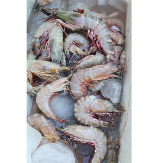 Jual Udang Windu Udang Tiger Beku Segar 1Kg Udang Laut Frozen Black ...
