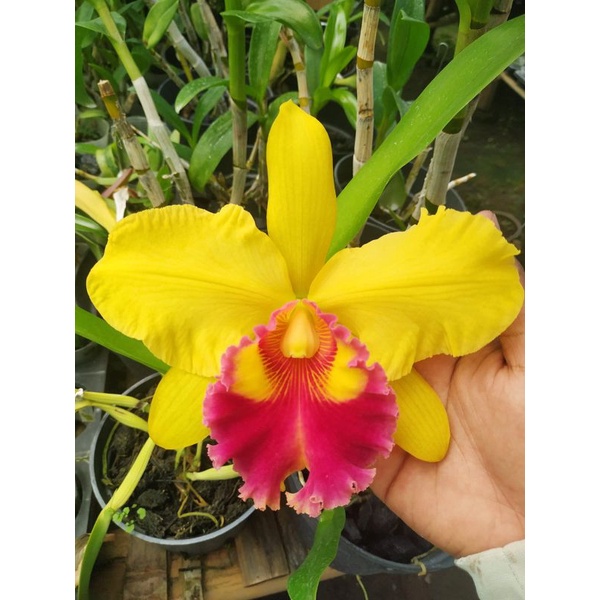 Jual Anggrek Cattleya Bunga Besar Warna kuning cakep banget | Shopee ...