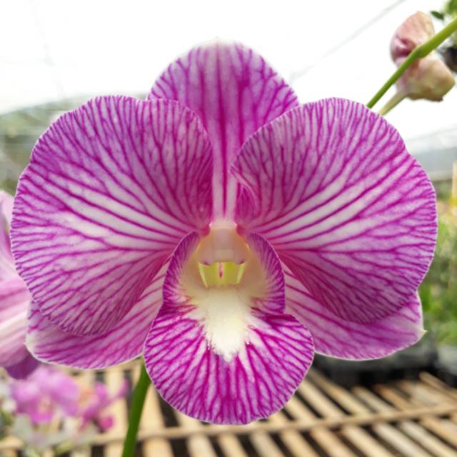 Jual ANGGREK DENDROBIUM PINK STRIP (25k) Indonesia|Shopee Indonesia