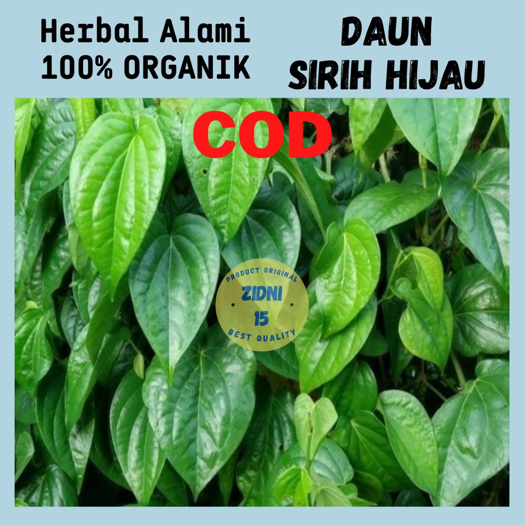 Jual Daun Sirih Segar 100gram TANAMAN sirih hijau Herbal bahan jamu ...