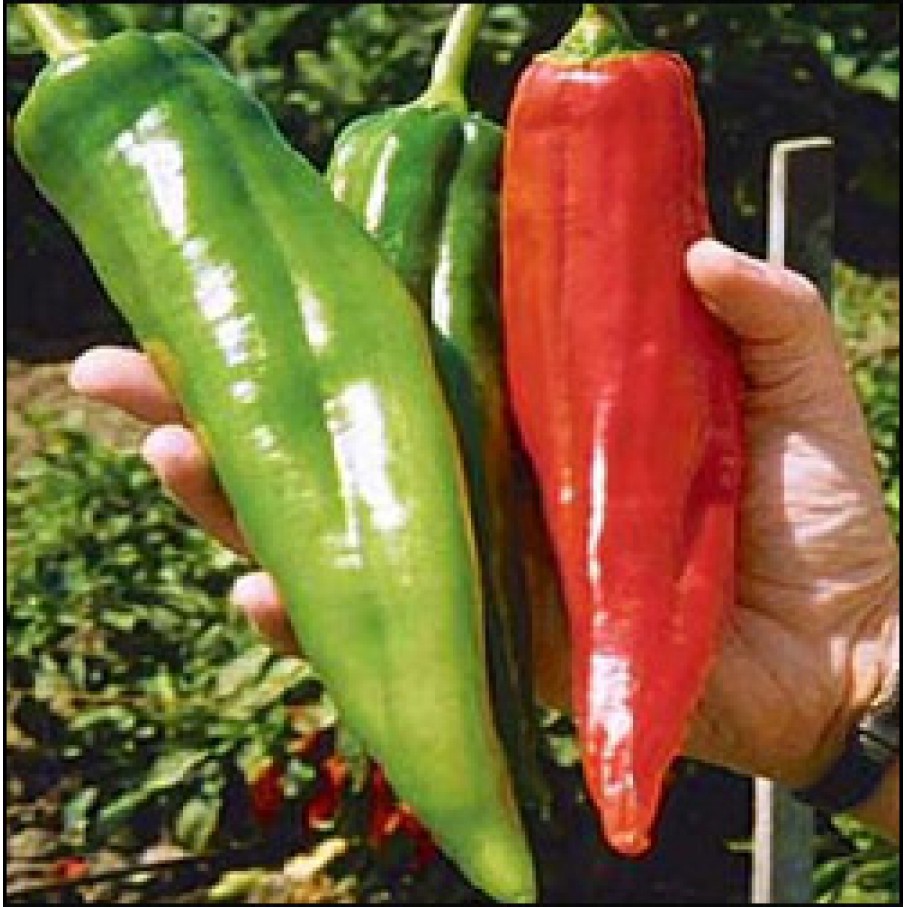 Jual CABE RED CONICAL Hot Big Pepper Hot Benih Biji Bibit Cabai ...