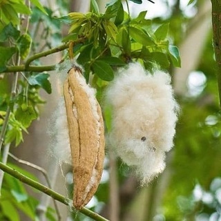 Jual VICTORY SEED 500 Benih Biji Kapuk Pohon Randu Kapas Katun Jawa ...