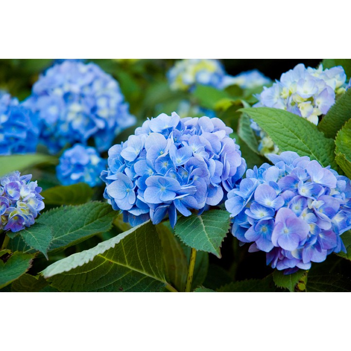 Jual Bibit Benih Biji Bunga Hydrangea Hortensia Kembang Bokor -Biji ...
