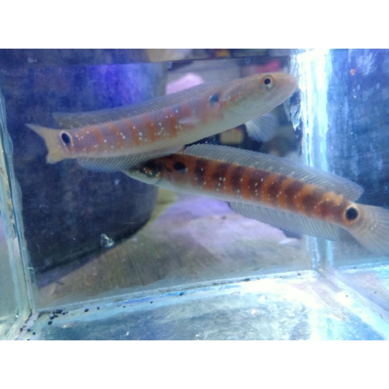 Jual asiatica rs pure 9-10cm | Shopee Indonesia Jual asiatica rs pure 9-10cm | Shopee Indonesia
