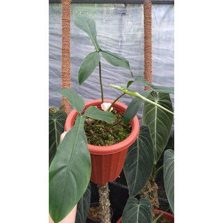 Jual Philodendron code 69686 philo kode | Shopee Indonesia