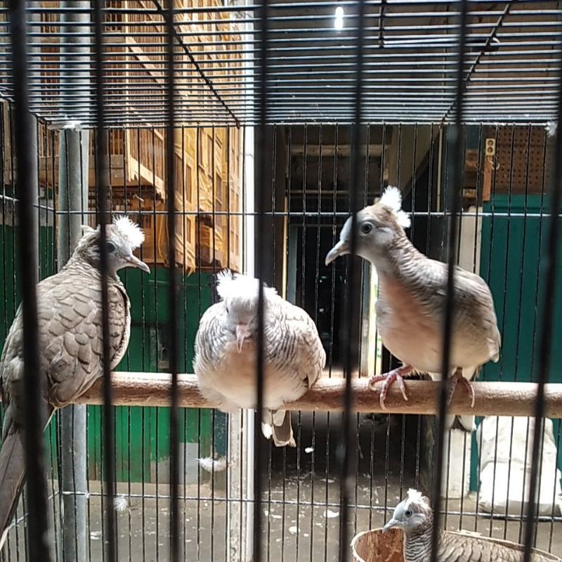 Jual burung perkutut jambul | Shopee Indonesia