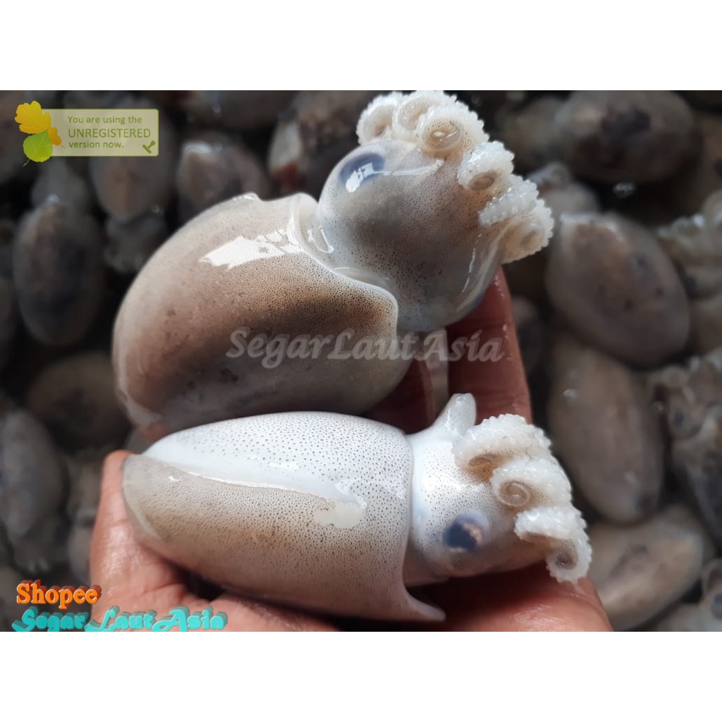 Jual Balakutak Cumi Sotong Segar 1Kg Seafood Hasil Laut Segar | Shopee ...