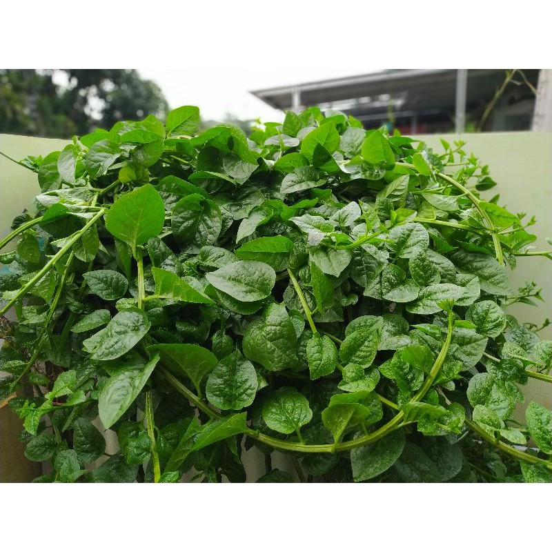 Jual Daun bayam malabar organik 250grm Indonesia|Shopee Indonesia