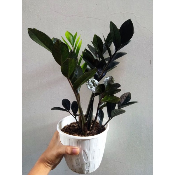 Jual Tanaman hias zamia raven black | zamioculcas black | Shopee Indonesia