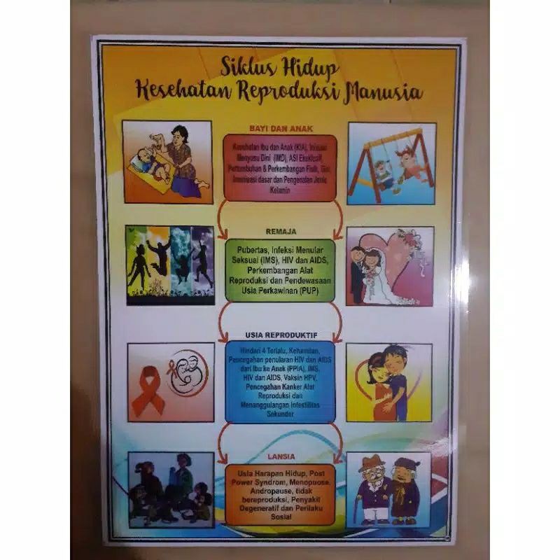 Jual (189) POSTER SIKLUS HIDUP KESEHATAN REPRODUKSI MANUSIA | Shopee ...