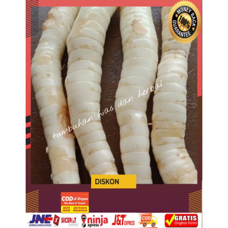 Jual Tarigu/Umbi garut segar/umbi garut fresh/umbi garut unggul/1kg ...