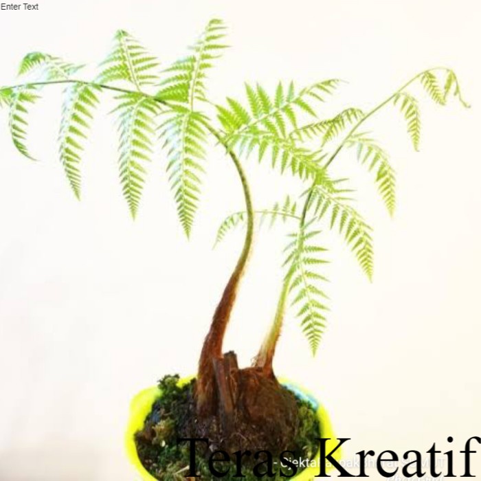 Jual Tanaman Pakis Monyet/genus Cibotium/Cibotium barometz#Tandiang ...